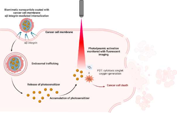 BJNANO - Biomimetic nanoparticles in cancer photodynamic therapy: a ...
