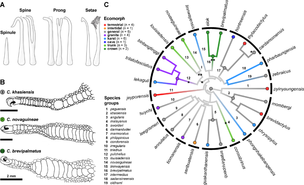 BJNANO - Subdigital integumentary microstructure in Cyrtodactylus ...