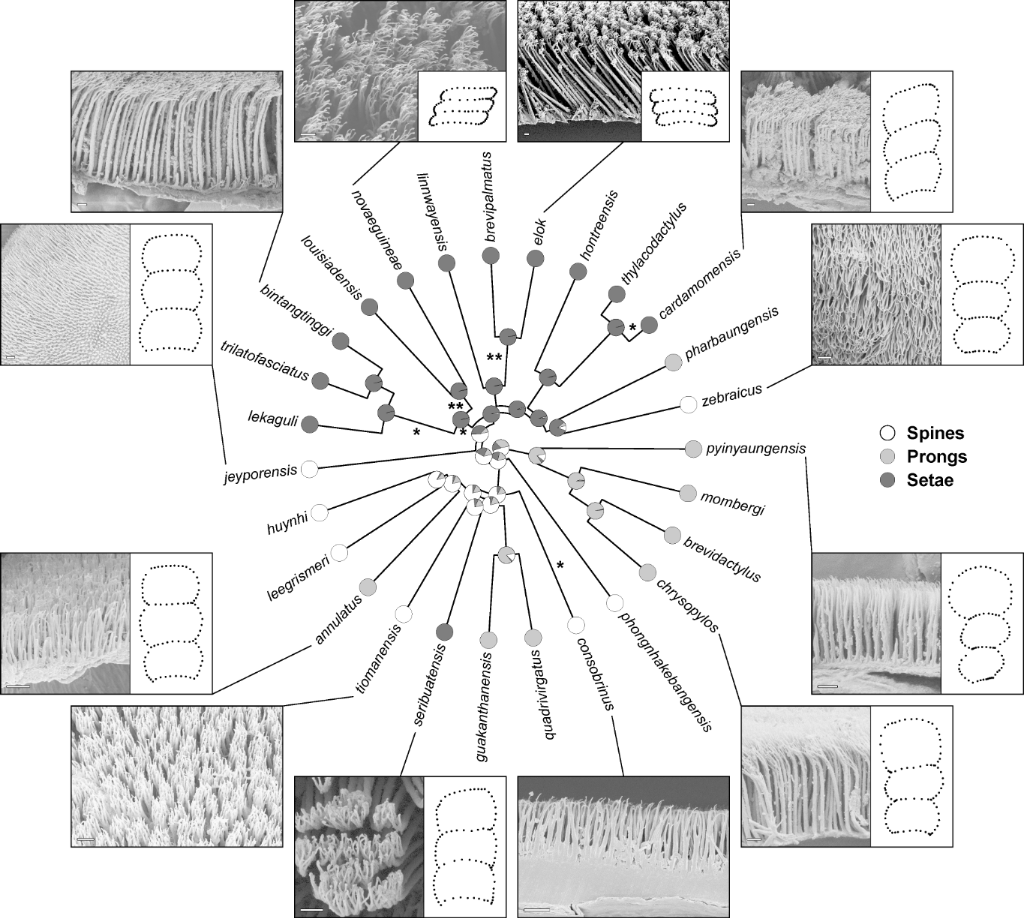 BJNANO - Subdigital integumentary microstructure in Cyrtodactylus ...