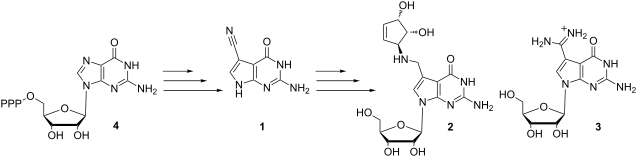 Stereoselective synthesis of carbocyclic analogues of the nucleoside Q ...