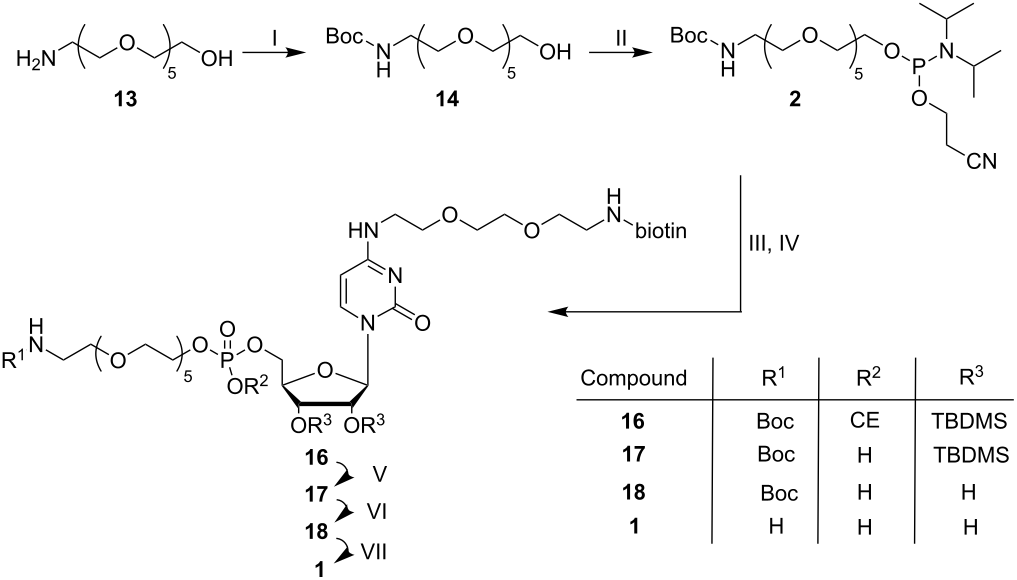 Synthesis of a bifunctional cytidine derivative and its conjugation to ...
