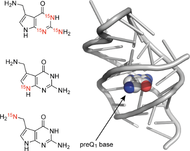 BJOC - Syntheses of 15N-labeled pre-queuosine nucleobase derivatives