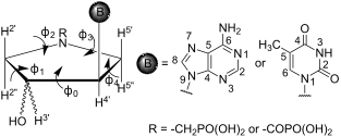 Pyrrolidine nucleotide analogs with a tunable conformation