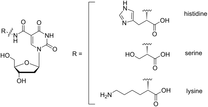 Versatile synthesis of amino acid functionalized nucleosides via a ...