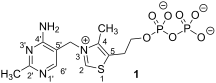 Gold(I)-catalysed synthesis of a furan analogue of thiamine pyrophosphate