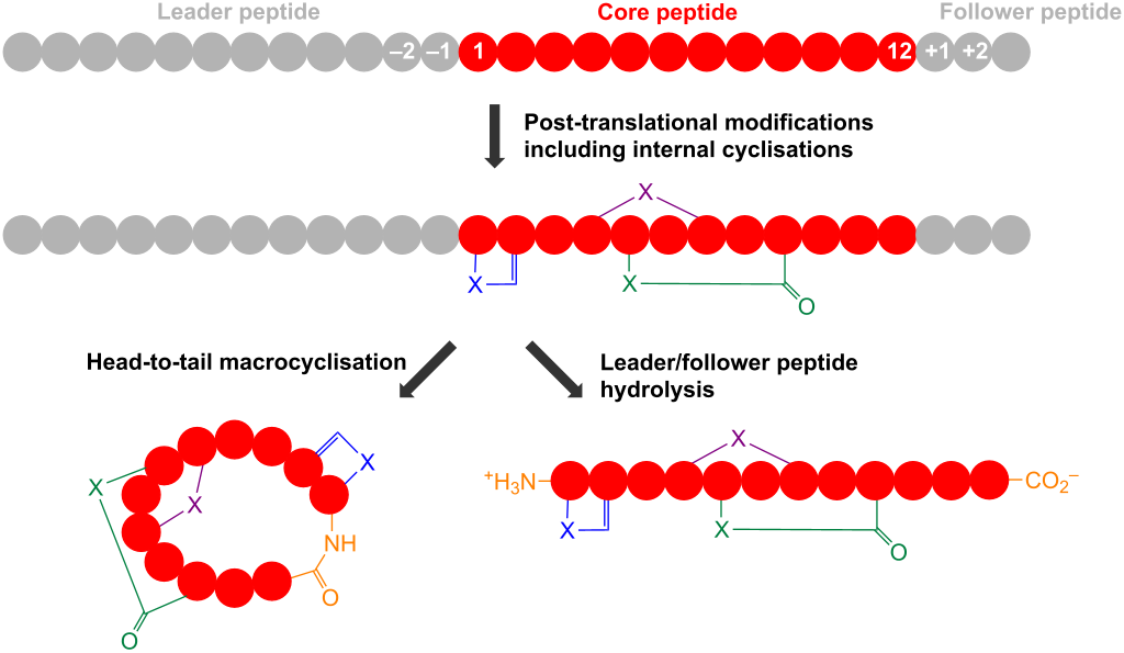 Cyclisation mechanisms in the biosynthesis of ribosomally synthesised ...