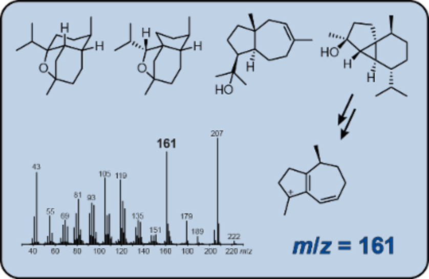 BJOC - The EIMS fragmentation mechanisms of the sesquiterpenes corvol ...
