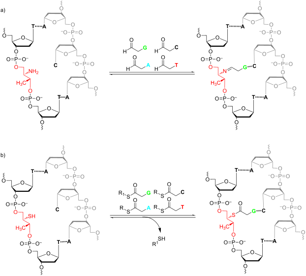 DNA functionalization by dynamic chemistry