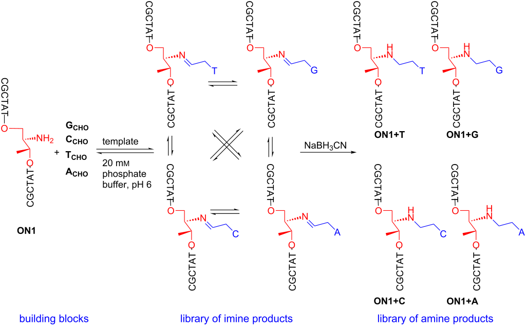 DNA functionalization by dynamic chemistry