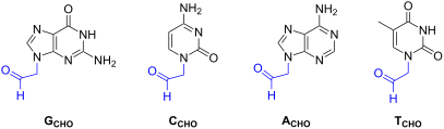 DNA functionalization by dynamic chemistry