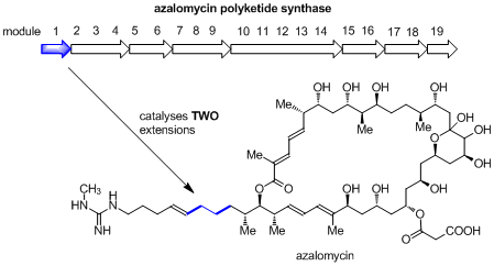 BJOC - Evidence for an iterative module in chain elongation on the ...