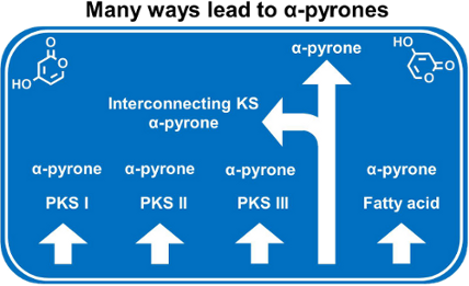 BJOC - Biosynthesis of α-pyrones