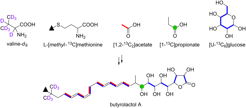 Biosynthetic origin of butyrolactol A, an antifungal polyketide ...