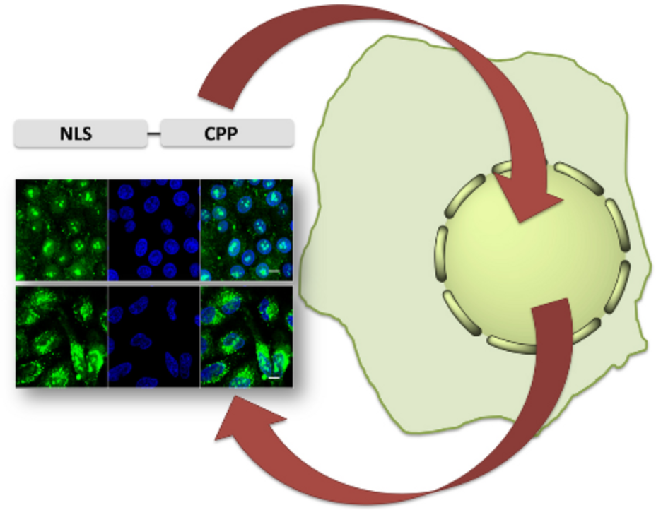 BJOC - Design and biological characterization of novel cell-penetrating ...