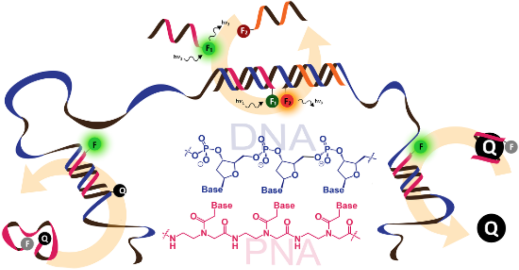 BJOC - Fluorogenic PNA probes
