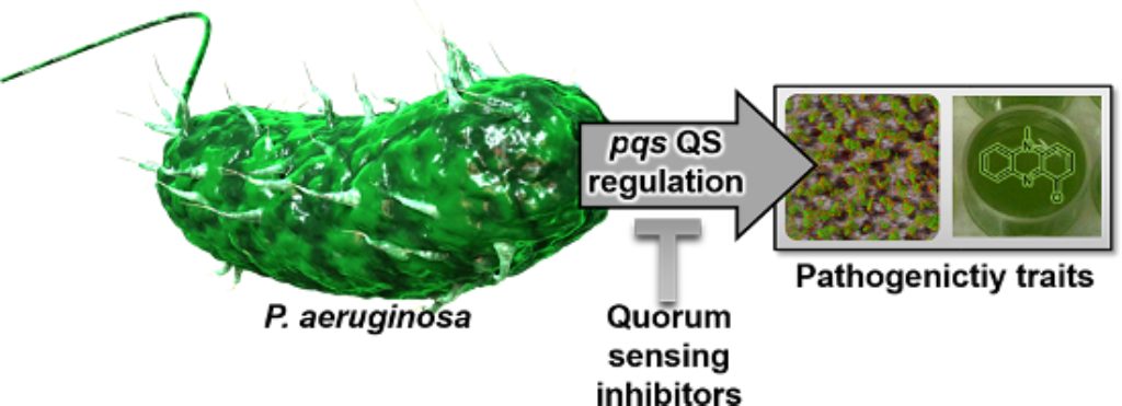 BJOC - Targeting the Pseudomonas quinolone signal quorum sensing system ...