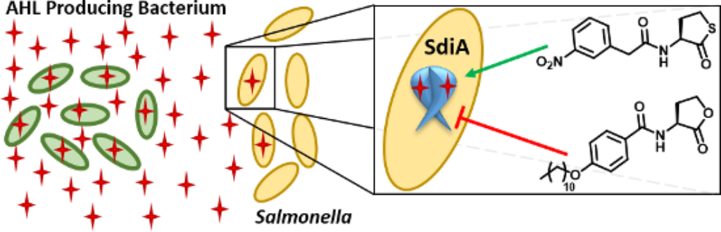 BJOC - Non-native autoinducer analogs capable of modulating the SdiA ...