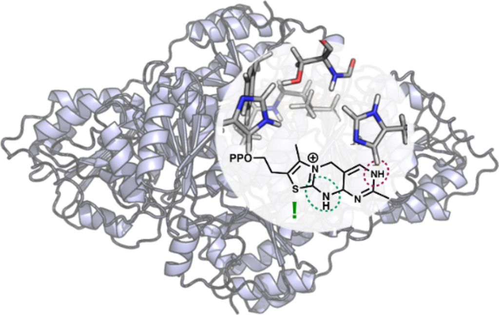 BJOC - Computational characterization of enzyme-bound thiamin ...