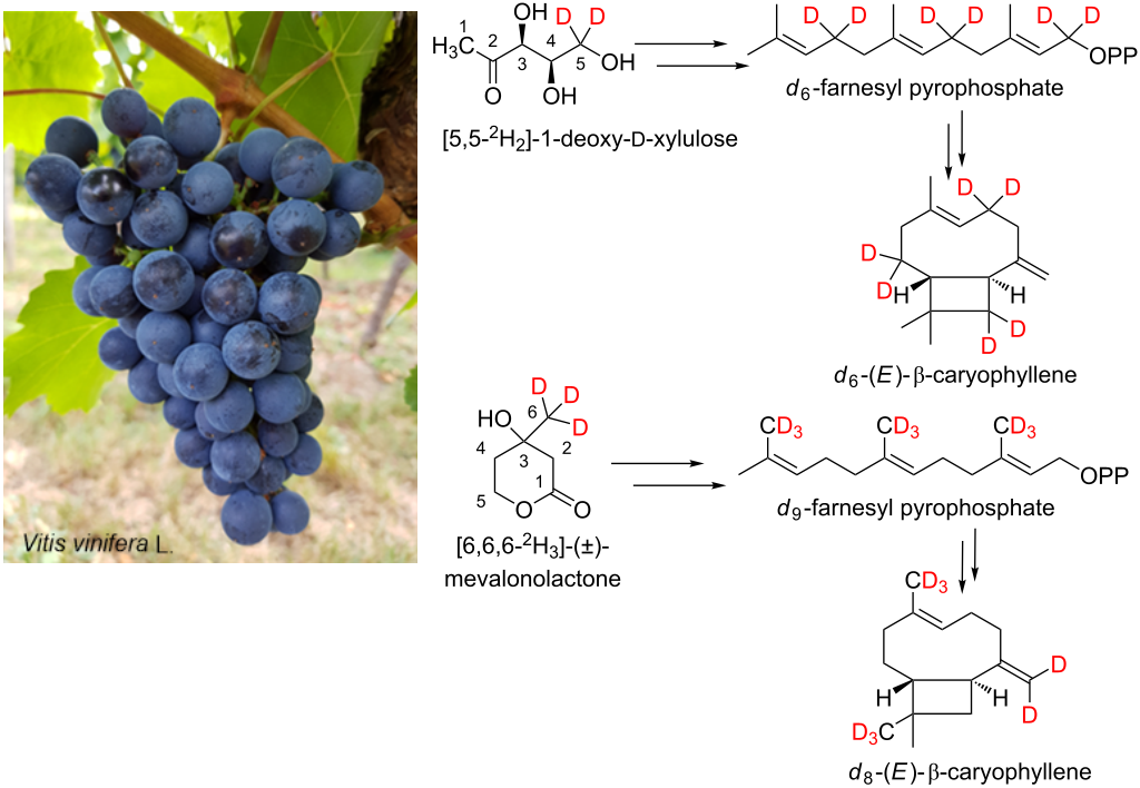 Analysis of sesquiterpene hydrocarbons in grape berry exocarp (Vitis ...