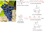 Analysis of sesquiterpene hydrocarbons in grape berry exocarp (Vitis ...