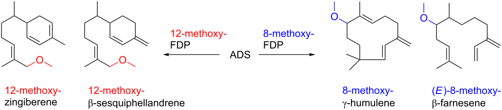 Harnessing enzyme plasticity for the synthesis of oxygenated ...