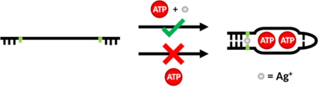 BJOC - Incorporation of a metal-mediated base pair into an ATP aptamer ...