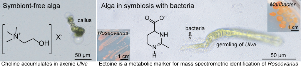 BJOC - A new glance at the chemosphere of macroalgal–bacterial ...