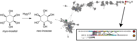 A myo-inositol dehydrogenase involved in aminocyclitol biosynthesis of ...