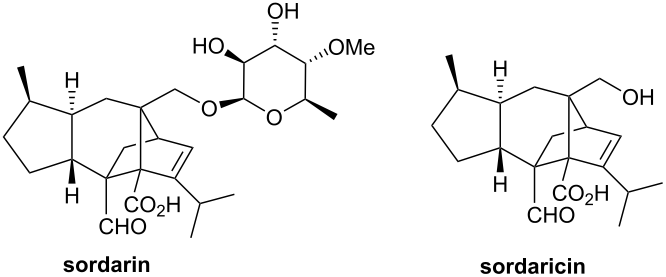 Sordarin, an antifungal agent with a unique mode of action