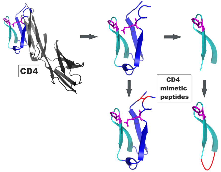 BJOC - Peptides presenting the binding site of human CD4 for the HIV-1 ...