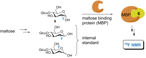 Synthesis of fluorinated maltose derivatives for monitoring protein ...