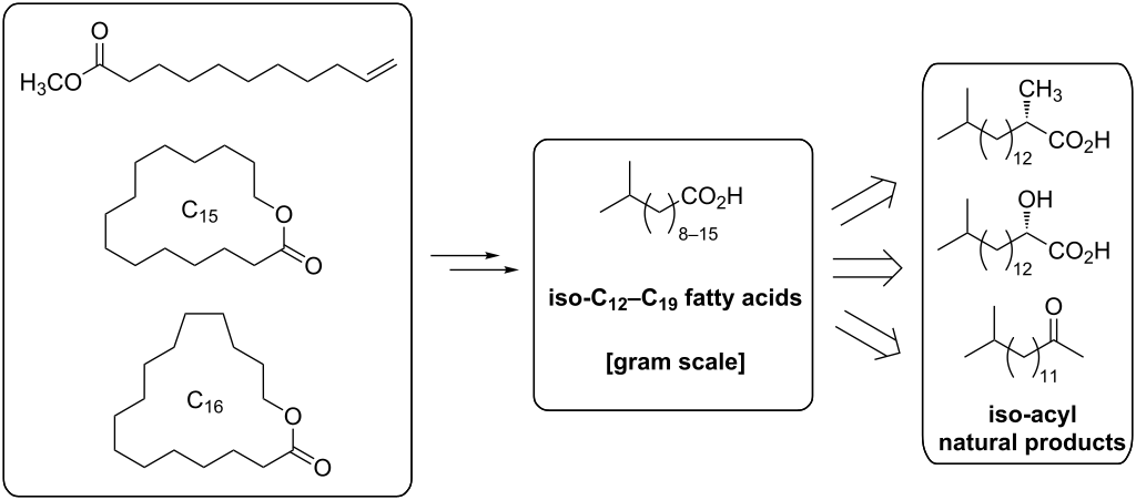 A practical synthesis of long-chain iso-fatty acids (iso-C12–C19) and ...