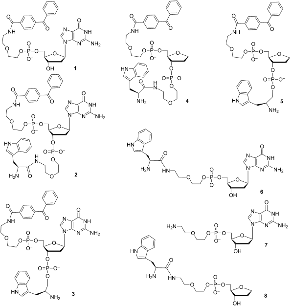 Synthesis of nucleotide–amino acid conjugates designed for photo-CIDNP ...