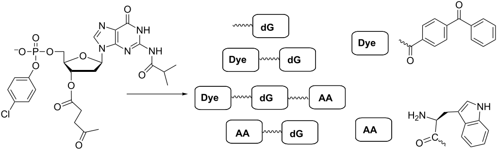 Synthesis of nucleotide–amino acid conjugates designed for photo-CIDNP ...
