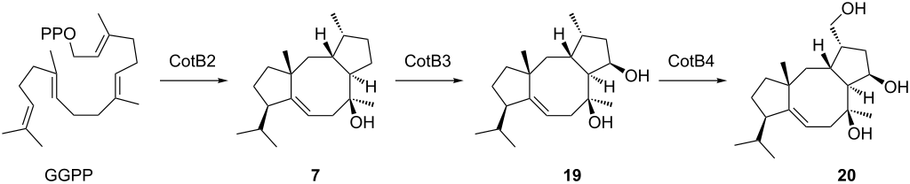 Phylogenomic analyses and distribution of terpene synthases among ...