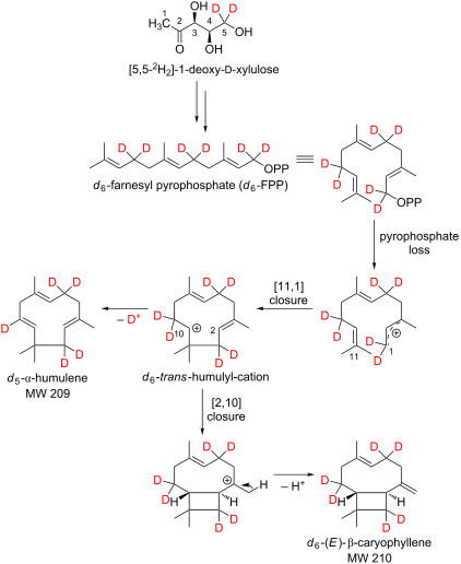 Analysis of sesquiterpene hydrocarbons in grape berry exocarp (Vitis ...