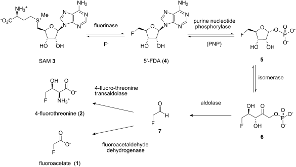 Synthesis of phosphonate and phostone analogues of ribose-1-phosphates