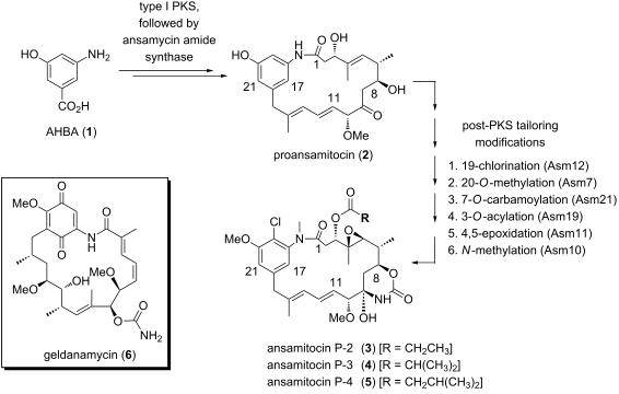 Unprecedented deoxygenation at C-7 of the ansamitocin core during ...