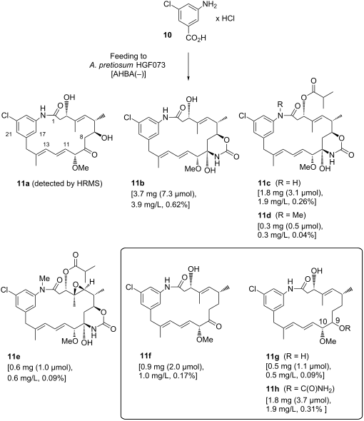 Unprecedented deoxygenation at C-7 of the ansamitocin core during ...