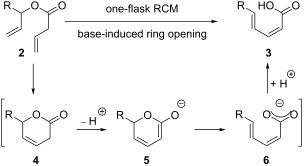 Bidirectional cross metathesis and ring-closing metathesis/ring opening ...