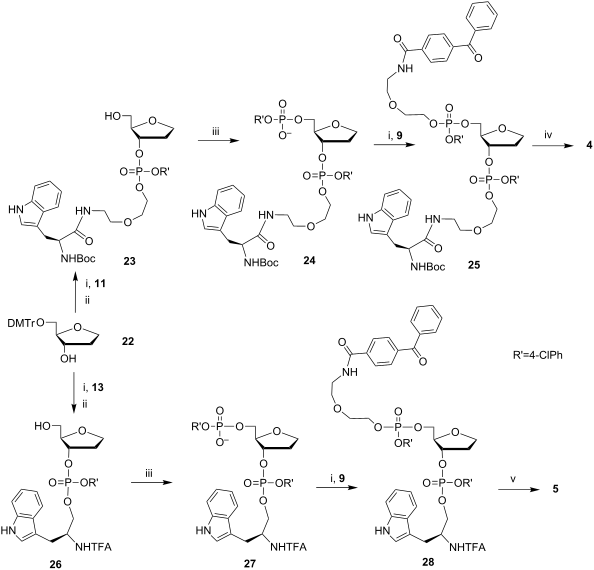 Synthesis of nucleotide–amino acid conjugates designed for photo-CIDNP ...