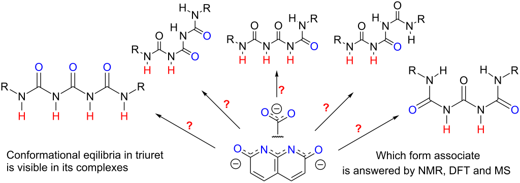 Conformational equilibrium in supramolecular chemistry: Dibutyltriuret case