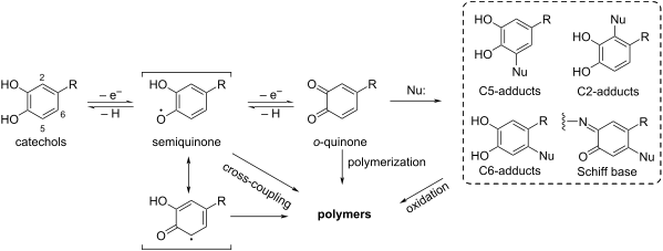Radical chemistry in polymer science: an overview and recent advances